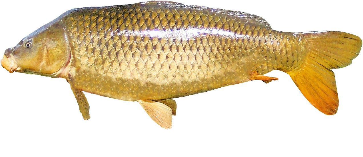 Hrvatska gospodarska komora